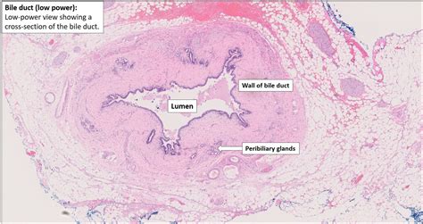 Bile Duct Normal Histology Nus Pathweb Nus Pathweb Bile Duct Normal Histology Nus Pathweb Nus Pathweb