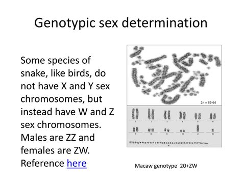 Ppt Catch Up Work Ah Bio Powerpoint Presentation Free Download