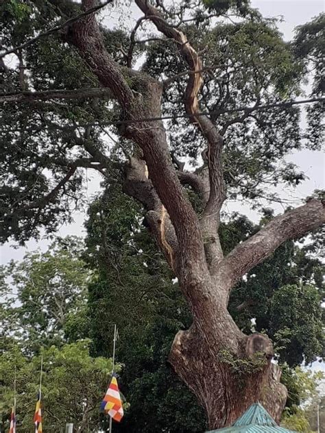 යක්කු ස්වර්ණමාළී මහ සෑය අභියස තිබූ මාර ගස ඉවත් කලේ Facebook