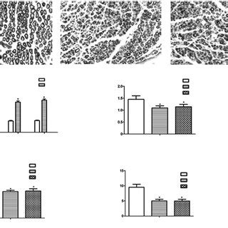 Tibial Nerve Function In Rats A C Footprint From The Injured Right Download Scientific