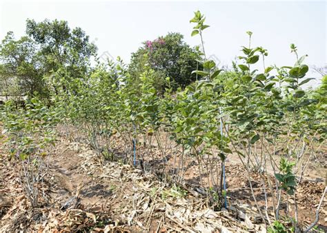 桑树养殖提供食物蚕图片 包图网企业站