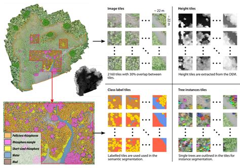 Annotating And Tiling For Ai Within The Orthomosaics Working Regions