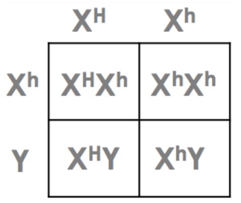 Types Of Inheritance Flashcards Quizlet