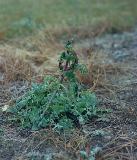Kateřina Nová | Fakulta umění a designu Univerzity Jana Evangelisty ...