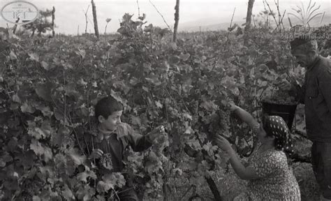 Iverieli რთველი კახეთში ფოტო თელავის ისტორიული მუზეუმის არქივიდან