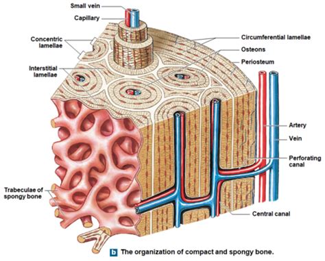 Chapter 5 Osseous Tissue And Bone Structure Flashcards Quizlet