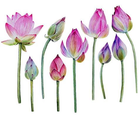 Watercolor Lotuses Collection An Illustration By Verlenas Corner