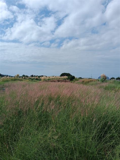 제주도 카멜리아 힐 가을정원 네이버 블로그