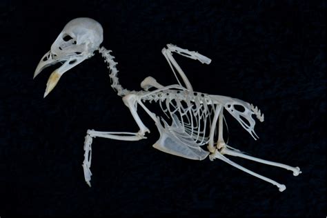 Flying Bird Skeleton