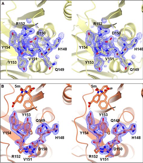 Figure S4 Stereo View Of The Loop Rearrangement Induced Upon Binding