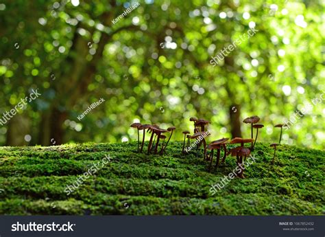 Logging Australia Nsw Over Royalty Free Licensable Stock Photos Shutterstock