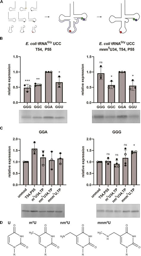Contribution Of Trna Sequence And Modifications To The Decoding Preferences Of E Coli And M
