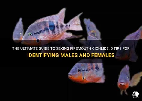 The Ultimate Guide To Sexing Firemouth Cichlids 5 Tips For Identifying