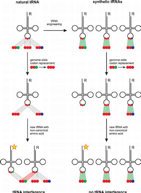 TRNA Engineering As First Step Towards Codon Reprograming Natural Download Scientific Diagram