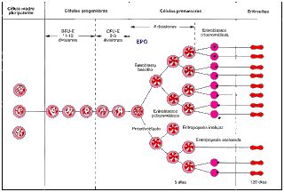 BIOMETRIA HEMATICA Eritropoyesis
