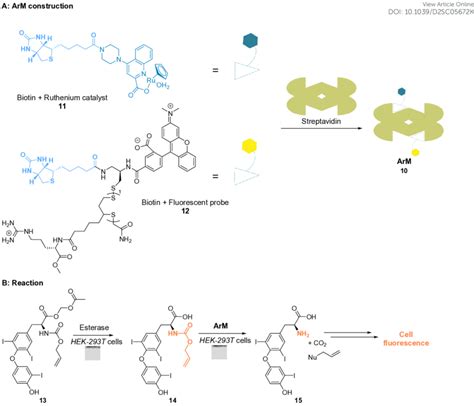 A Assembly Of A Cell Penetrating Ru Based Artificial Metalloenzyme