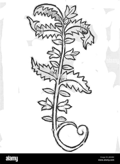 Hortus Agrimonia Is A Historical Botanical Reference Relating To A