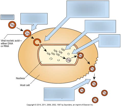 Viral Replication Chapter 6 Diagram Quizlet