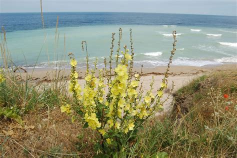 Дуранкулак | Trip.dir.bg