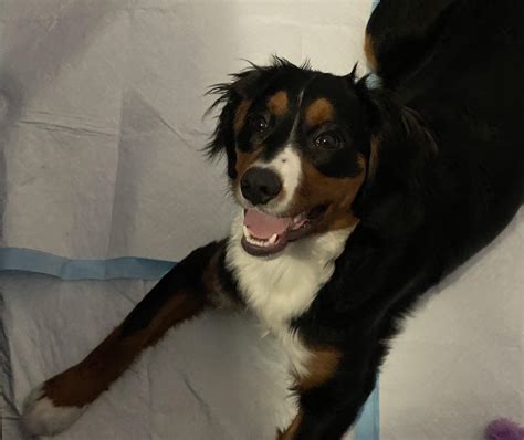 Happy Boi Scrolller