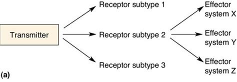 Diffuse Modulatory Systems Flashcards Quizlet