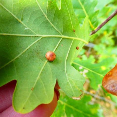 Oyster Gall Wasp Neuroterus Anthracinus Insect Identification Guide