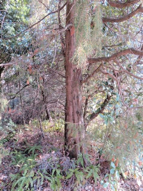 ツグミネズミサシオオイヌノフグリなど 山野草植物めぐり