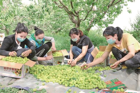 库车小白杏熟了 天山网 新疆新闻门户