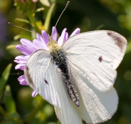 Cabbage White Butterfly Guide To This Garden Visitor