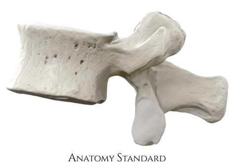 Lumbar Vertebrae Lateral View