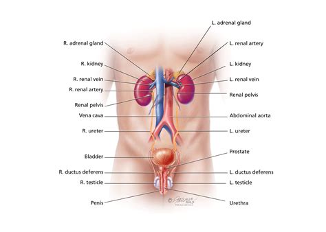 What Is Interstitial Cystitisicbladder Pain Syndrome Urology Care