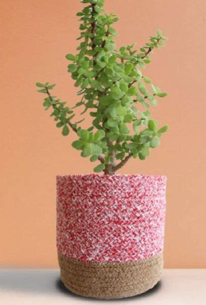 Jade Mini Large Plant At Best Price In Mumbai Id 7794242 Greenkin