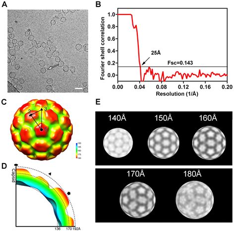 Cryo Electron Micrography Cryo Em And Three Dimensional Download