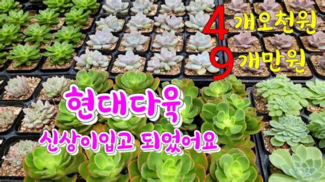 장수동 현대다육 국민이들 4포트5천원 신상입고 다육이 싼집 4개오천원 9개만원 마디바 인천시 남동구 장수동 621 1 Youtube