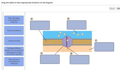 Solved Drag The Labels To Their Appropriate Locations On The