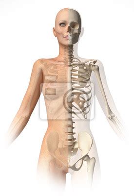 Naked Woman Body With Bone Skeleton Posters For The Wall • Posters X