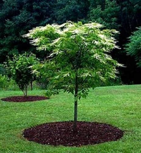 50 Lily Of The Valley Tree Sourwood Sorrel Oxydendrum Arboreum Flower