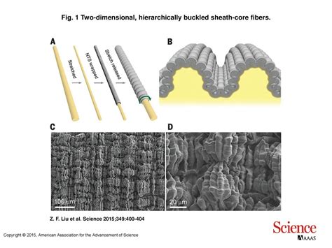 Fig 1 Two Dimensional Hierarchically Buckled Sheath Core Fibers Ppt Download