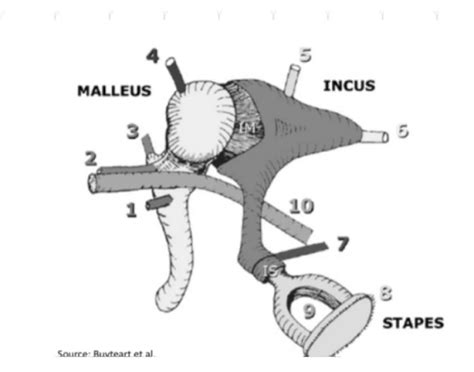 Ossicles Anatomy — Printable Worksheet