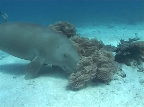 Home The Dugong And Seagrass Conservation Project