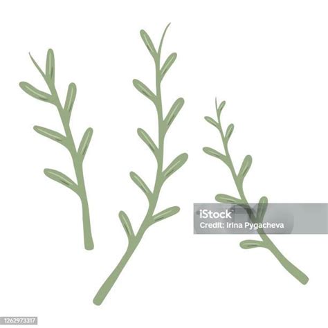 손으로 그린 허브 요소 흰색 배경에 격리 나뭇 가지를 설정합니다 낙서 간단한 일러스트 그것은 직물 종이 및 기타 표면의 장식에 사용할 수 있습니다 0명에 대한 스톡 벡터
