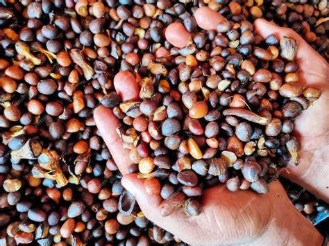 Premium Photo Oil Palm Seeds Are Edible Oil Palm Seedsthe Fruit Produces Two Different Oils