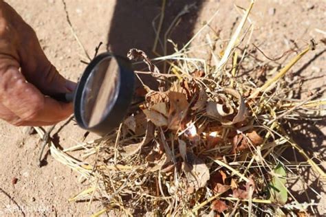 How To Start Fires With A Magnifying Glass