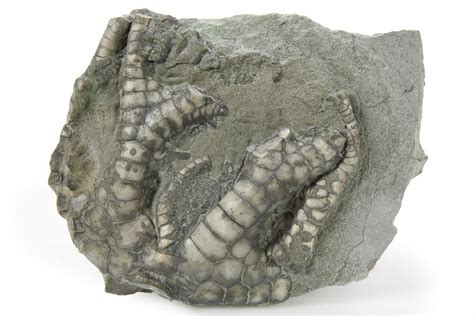 275 Partial Fossil Crinoid Crawfordsville Indiana 286537 For