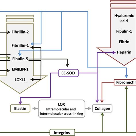 Interactions Between Components Of The Extracellular Matrix In The Download Scientific Diagram