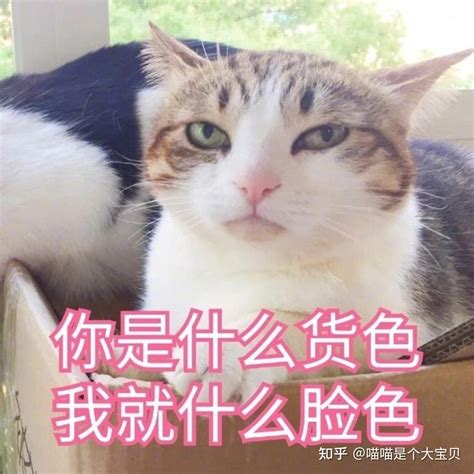 猫界中掉毛十分严重的几种猫你入坑了吗 知乎
