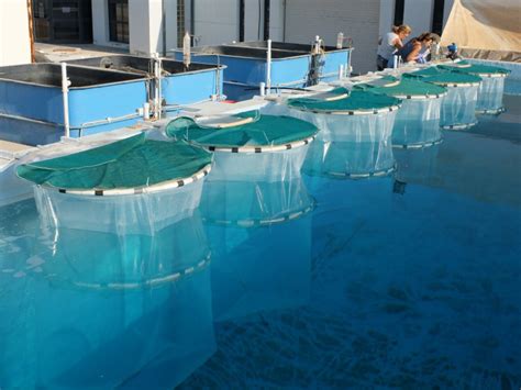 Ocean Warming And Acidification Effects On Calcareous Phytoplankton Communities Icrea Memoir 2020