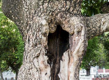 Tree Cabling Bracing Toronto Tree Care By ISA Arborists