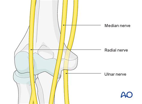 Ulnar Nerve Elbow Anatomy