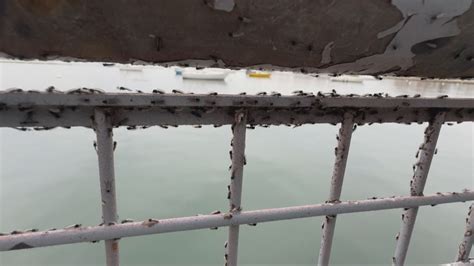 Black Clouds Of Tiny Flying Insects Swarming Torontos Waterways